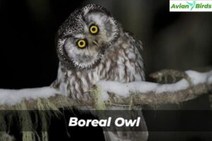 11 Types Of Owls in Wisconsin (With Pictures)