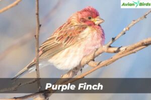 Purple Birds Identification Guide: 48 Unique Species With Pictures