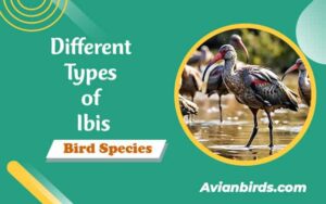 Shima Enaga Bird: Everything You Need To Know