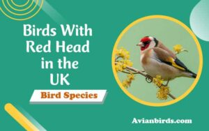 10 Common UK Birds (ID Guide With Photos)