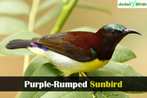 Purple Birds Identification Guide: 48 Unique Species With Pictures