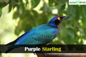 Purple Birds Identification Guide: 48 Unique Species With Pictures