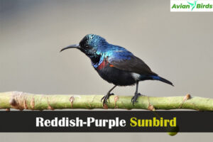Purple Birds Identification Guide: 48 Unique Species With Pictures